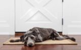 Why Dogs Sigh: The Drama Behind That Deep Breath
