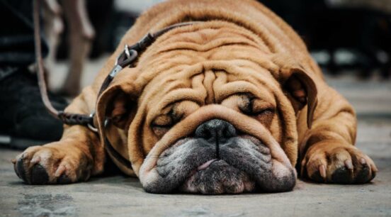 Is Your Bulldog At Risk? 8 Common English Bulldog Health Issues You ...