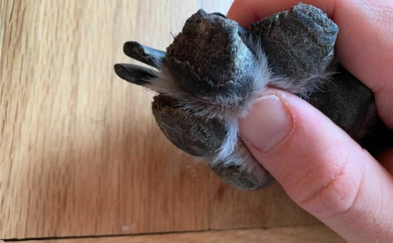 Hyperkeratosis In Dogs: Does Your Dog Have Hairy Feet? - Canine Journal