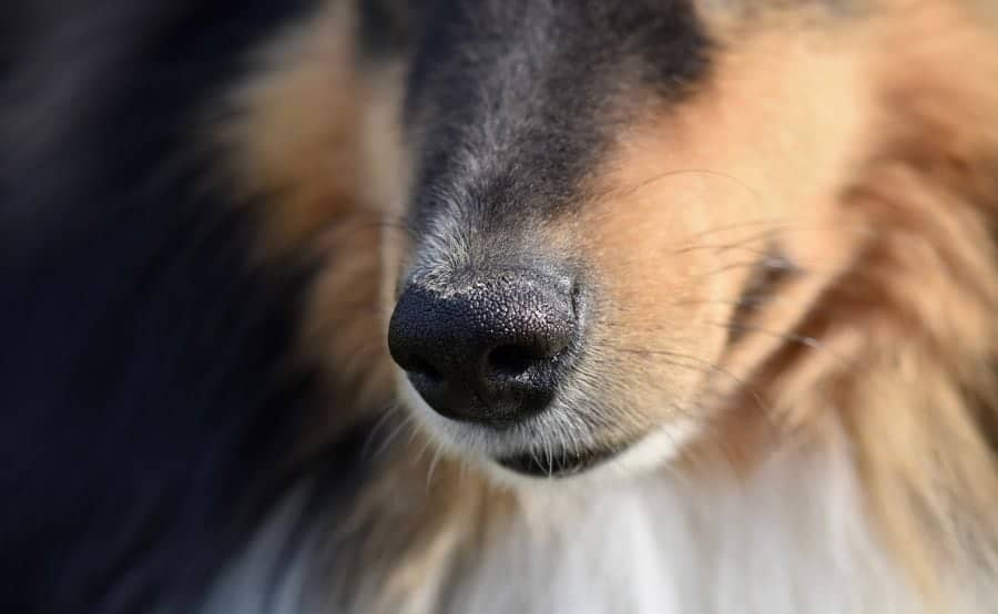 Shetland Sheepdog: An Active & Intelligent Herder | Canine Journal