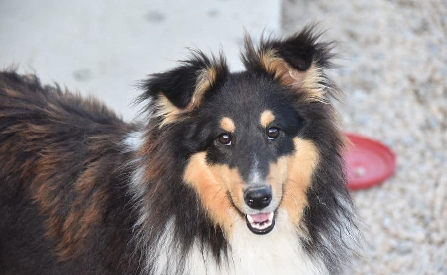Shetland Sheepdog: An Active & Intelligent Herder | Canine Journal