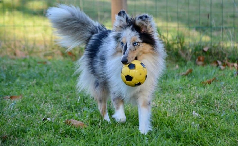 Shetland Sheepdog: An Active & Intelligent Herder | Canine Journal