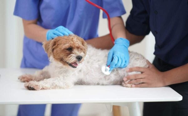 Is Your Shih Tzu At Risk? 10 Common Shih Tzu Health Issues You Shouldn ...
