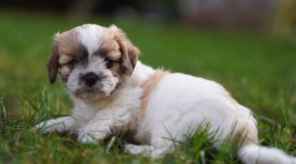 Corgi Pug Mix: Porgi Dog Breed Information, Puppies & More | Canine Journal