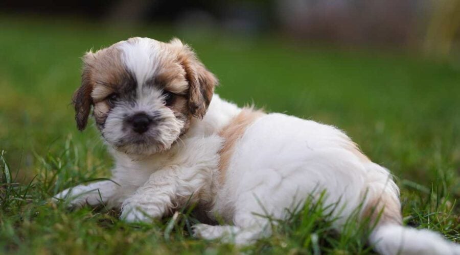 Shih Tzu Pomeranian Mix Breed Information: Shiranian Facts, Traits ...