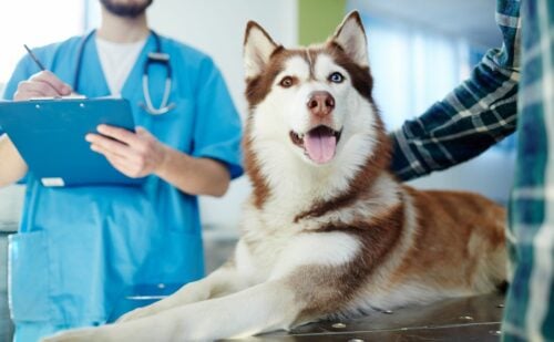 10 Common Siberian Husky Health Issues - Canine Journal