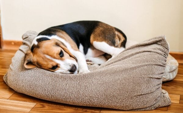 Is Your Beagle Sick or Just Dramatic? 10 Beagle Health Issues They Won ...