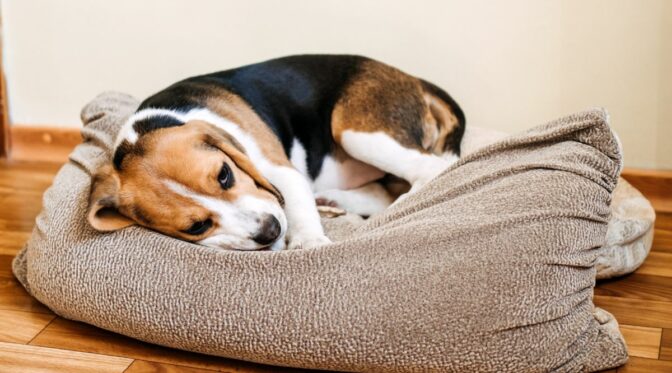 Syncope In Dogs: Symptoms, Causes, Treatment & More | Canine Journal