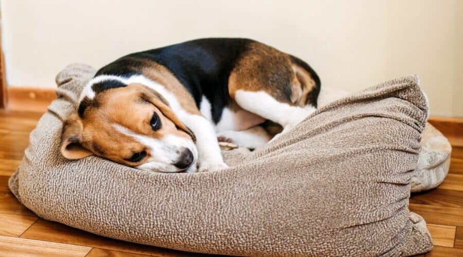 Syncope In Dogs: Symptoms, Causes, Treatment & More | Canine Journal