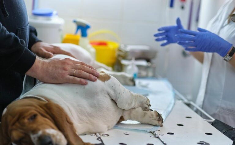 Pyometra In Dogs: Causes, Symptoms & Treatment - Canine Journal