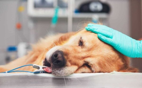Dog Vomit Color Guide: What Every Shade Really Means & Vet Tips Inside
