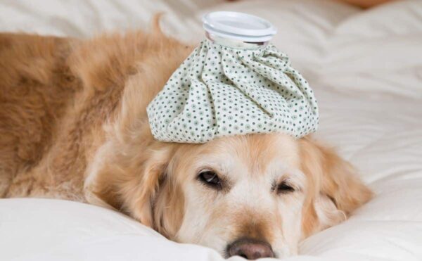 Has Your Dog Got A Fever? Our Guide To Normal Dog Temperature