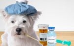 Dog Won’t Take Liquid Medicine? Find Out What Really Works - Canine Journal
