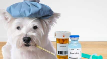 Water Intoxication In Dogs: How It Happens & Treatment Options For ...