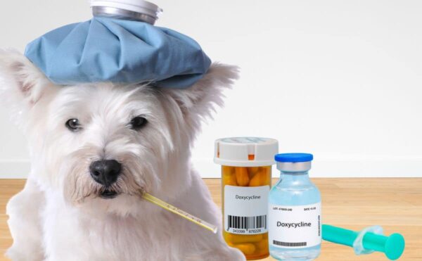 Doxycycline For Dogs: What It's Used For, Side Effects & Dosage ...