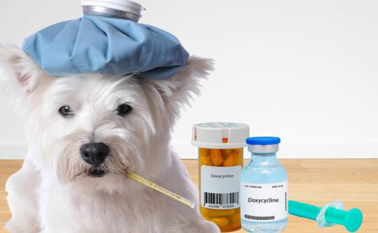 Has Your Dog Got A Fever? Our Guide To Normal Dog Temperature