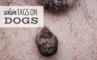 Skin Tags On Dogs: Appearance, Causes & When To Seek Treatment
