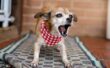 Unlocking The Silence: 7 Real Reasons Your Dog Won’t Stop Barking ...