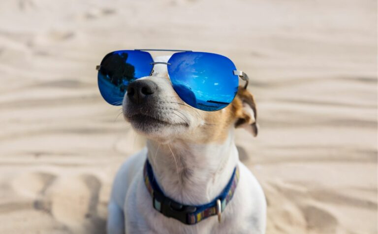 Best Dog Sunscreen: Do Dogs Need Sun Protection? Nose Sunblock, Natural ...