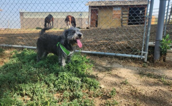 Sniffspot Review: My Personal Experience With The Airbnb Of Dog Parks