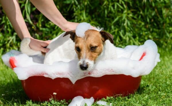 Best Flea And Tick Shampoo For Dogs: Top Natural & Medicated Options