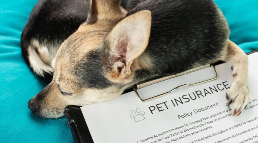 Quick Guide To Dog Walking Insurance & Bonding | Canine Journal