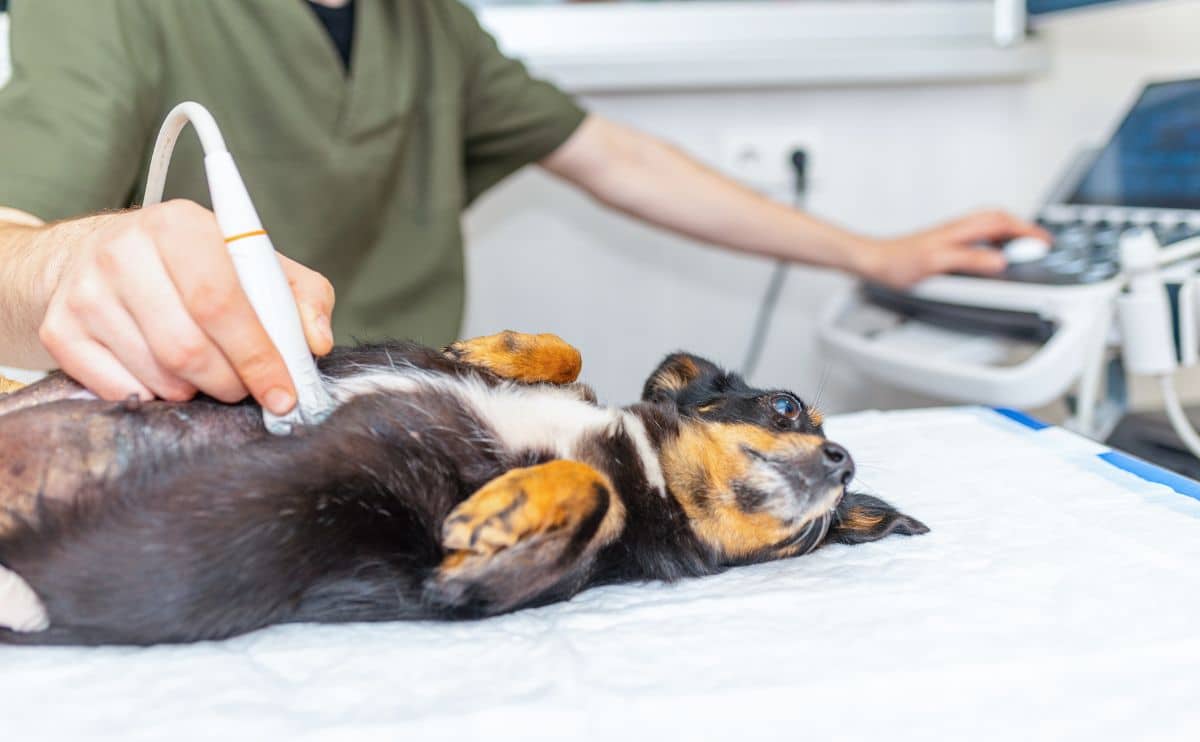 Wait… Dogs Can Be Ticklish?! What Happens When You Find The Spot!
