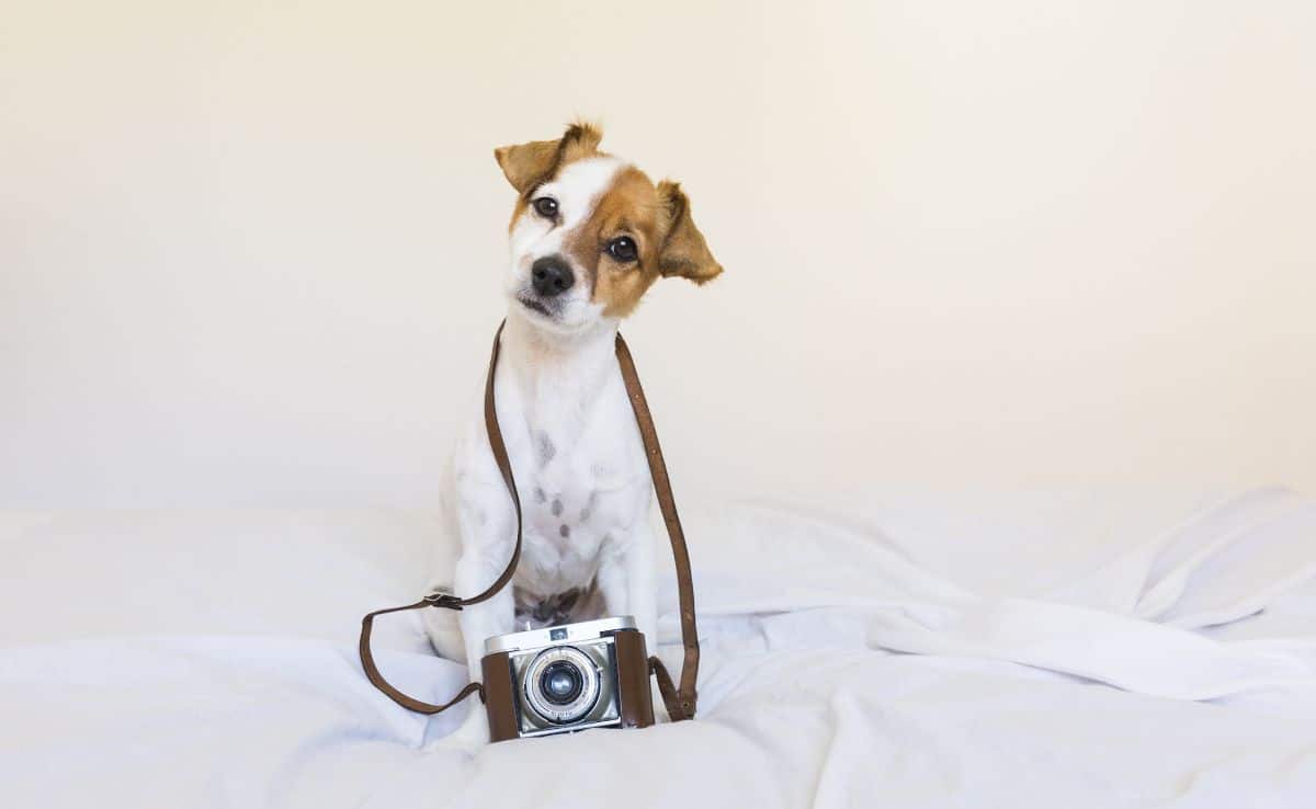 Best Dog Cameras: Pawbo vs Petzi vs Petcube vs Petchatz