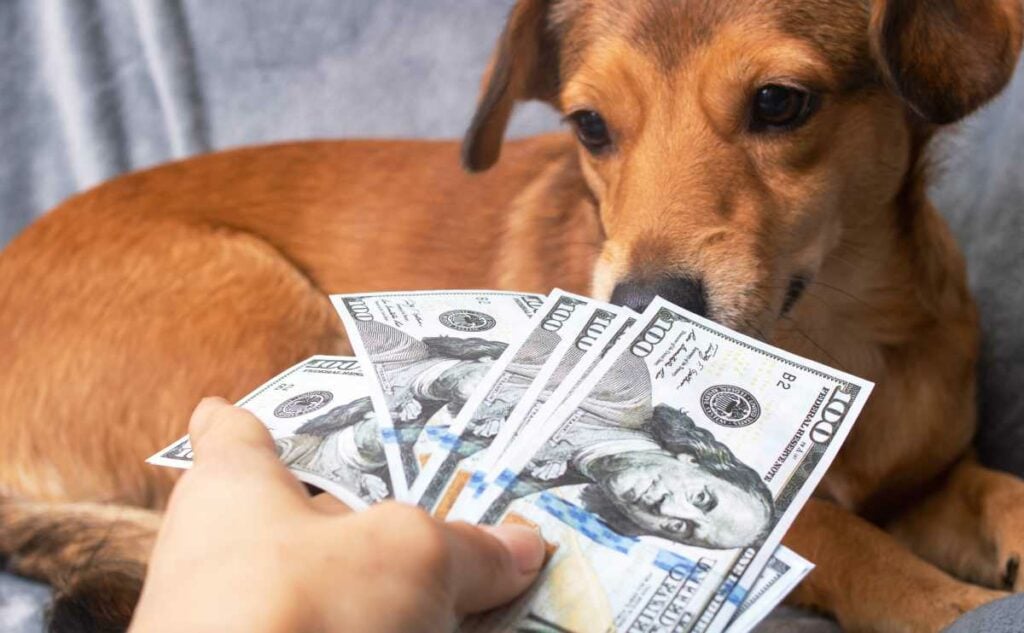 How Much Does A Dog Cost? Cost Breakdown Per Year, Breed, State, & More