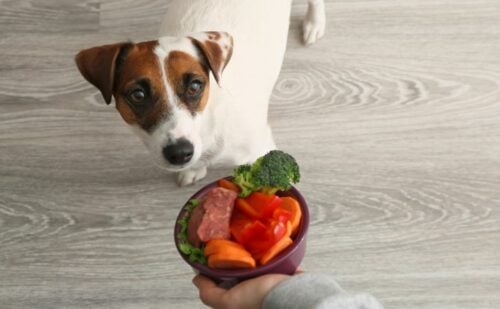 Best All-Natural Dog Food: Dry, Wet, Fresh, Dehydrated, Freeze-Dried ...