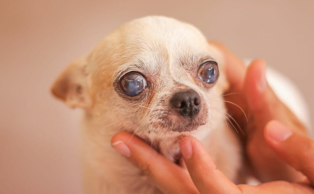 Red Eyes in Dogs: When It’s Normal — and When It’s an Emergency