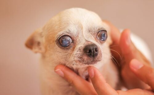 Cataracts In Dogs: Symptoms, Treatment & Prevention - Canine Journal