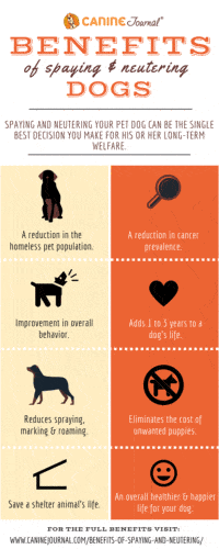 What Are The Benefits Of Spaying & Neutering Your Dog?