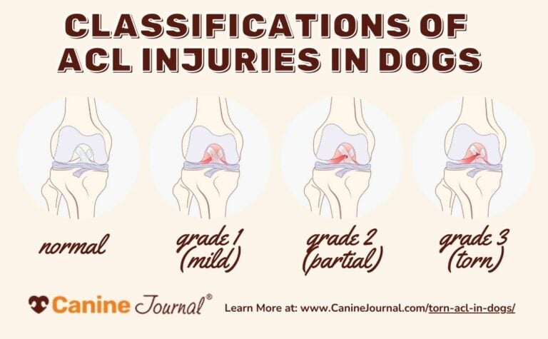 Torn ACL In Dogs: Causes, Symptoms, Treatment & More - Canine Journal