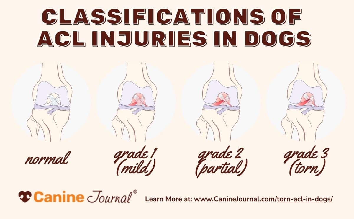 Torn ACL In Dogs: Causes, Symptoms, Treatment & More - Canine Journal