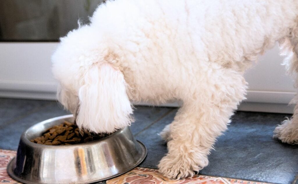 Best Dog Food For Poodles: Toy, Miniature, Standard, Puppy & More