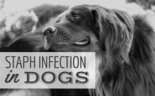 Staph Infection In Dogs: What Are The Signs And Treatment Options ...