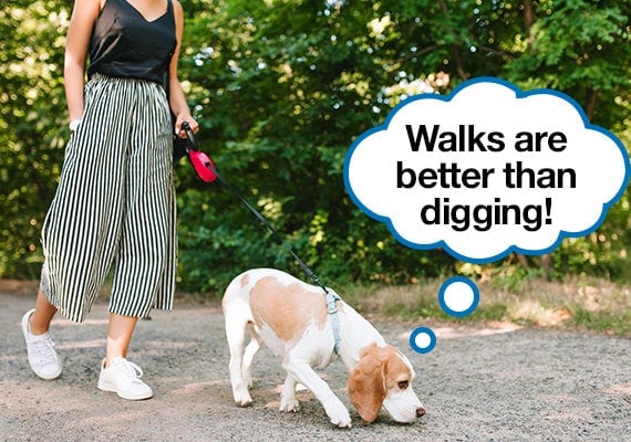 26 Tricks To Stop Your Dog From Digging Up Your Yard | Canine Journal