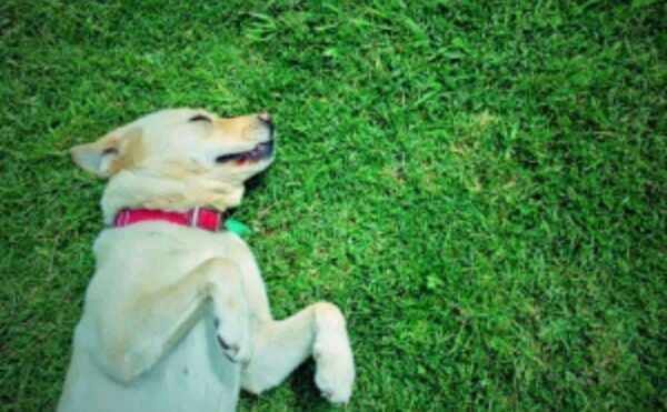 Is Your Dog Judging You? Their Body Language Might Be Spilling the Tea