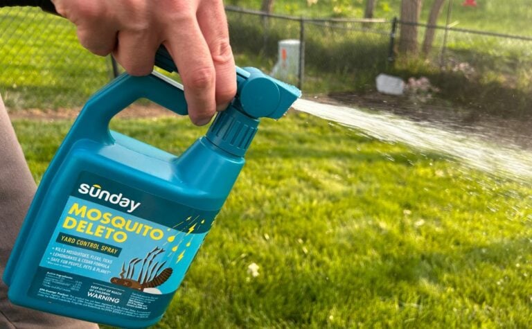 Best Pet-Safe Pest Control Options For Your Home And Yard