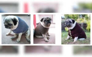 6 Free DIY Knitted Dog Sweater Patterns: Cable, Striped, Nordic & More ...
