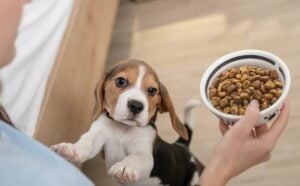 Beagle Feeding Chart: How Much To Feed Your Beagle Puppy - Canine Journal