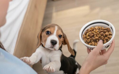 Beagle Feeding Chart: How Much To Feed Your Beagle Puppy - Canine Journal