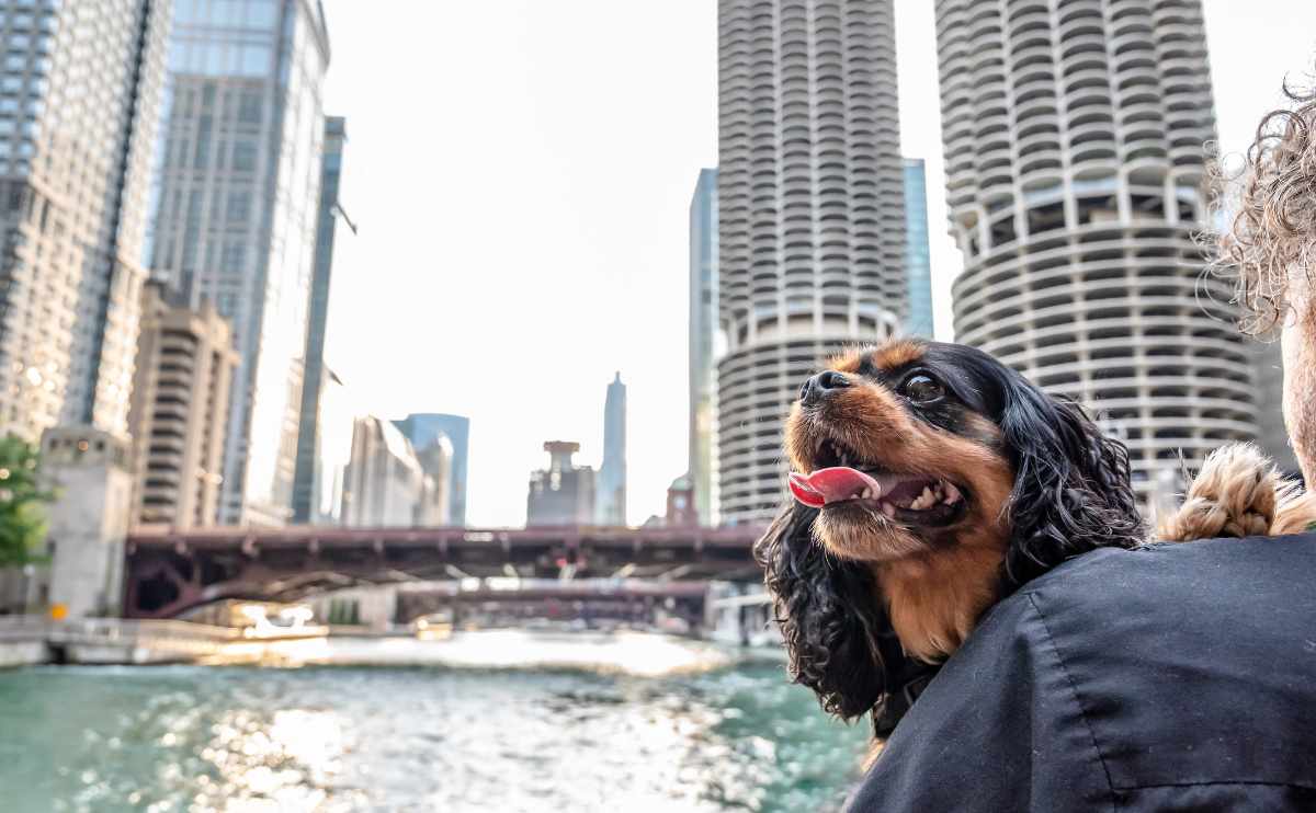 Best Pet Insurance In Illinois: Companies Reviewed In Chicago And More