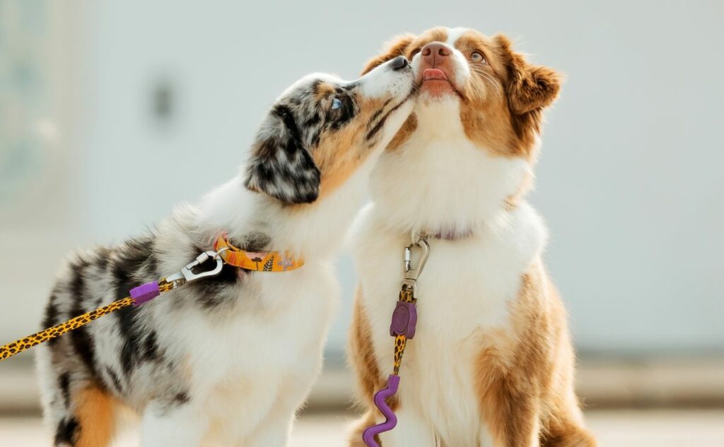 Trupanion vs Healthy Paws Pet Insurance: What The Experts Say About ...