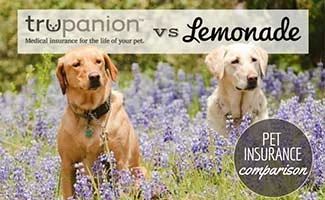 Trupanion vs Lemonade Pet Insurance: Comparing Two Of The Most Popular ...