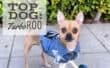 Interview with TurboRoo the Two-Legged Chihuahua – CanineJournal.com