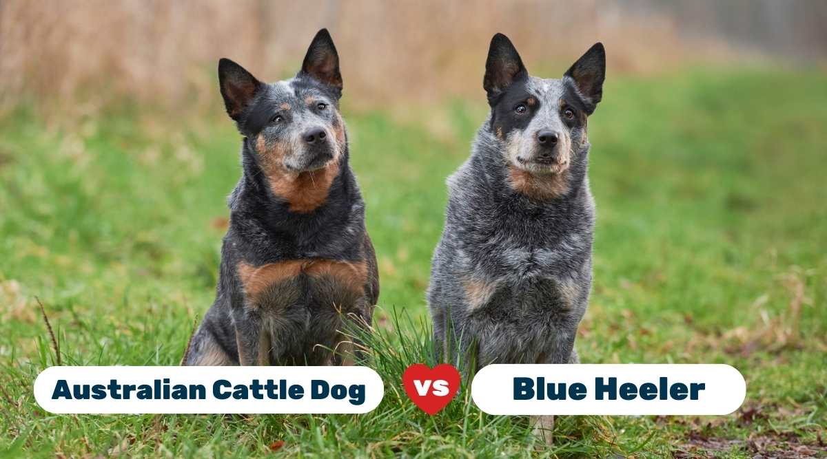 Australian Cattle Dog vs Blue Heeler: Differences & Similarities - Canine Journal