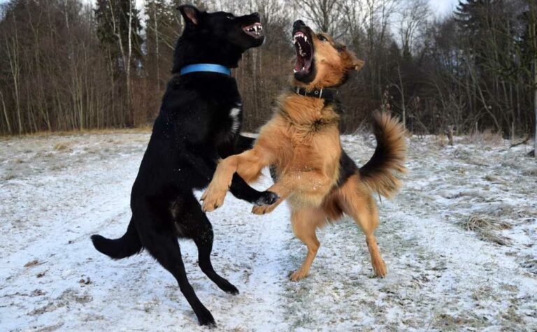 From Vicious To Obedient: The Truth About Transforming Aggressive Dogs ...