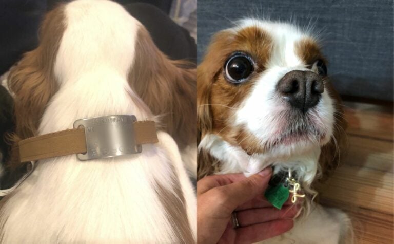 Microchipping Your Dog: How Much Does It Cost, How Do They Work, Side ...